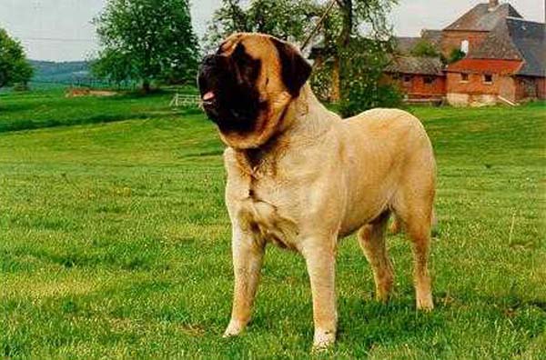 Standard du Mastiff - Demolossie, Elevage de mastiffs et bullmastiffs ...