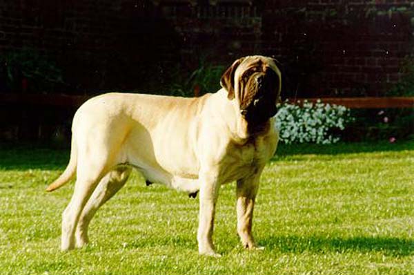 Standard du Mastiff - Demolossie, Elevage de mastiffs et bullmastiffs ...