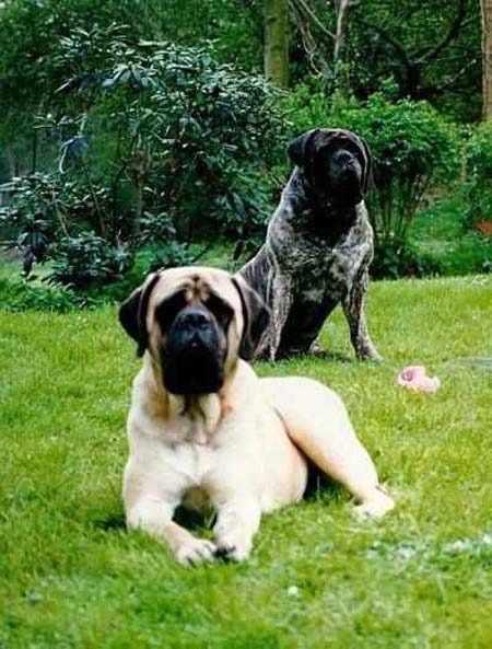 Standard du Mastiff - Demolossie, Elevage de mastiffs et bullmastiffs ...