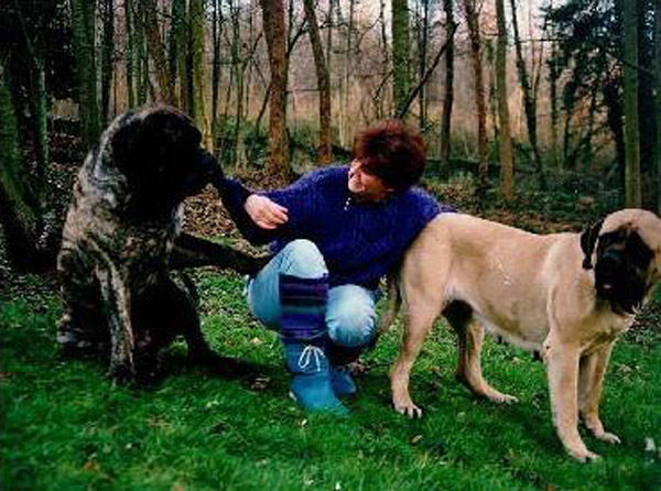 Standard du Mastiff - Demolossie, Elevage de mastiffs et bullmastiffs ...
